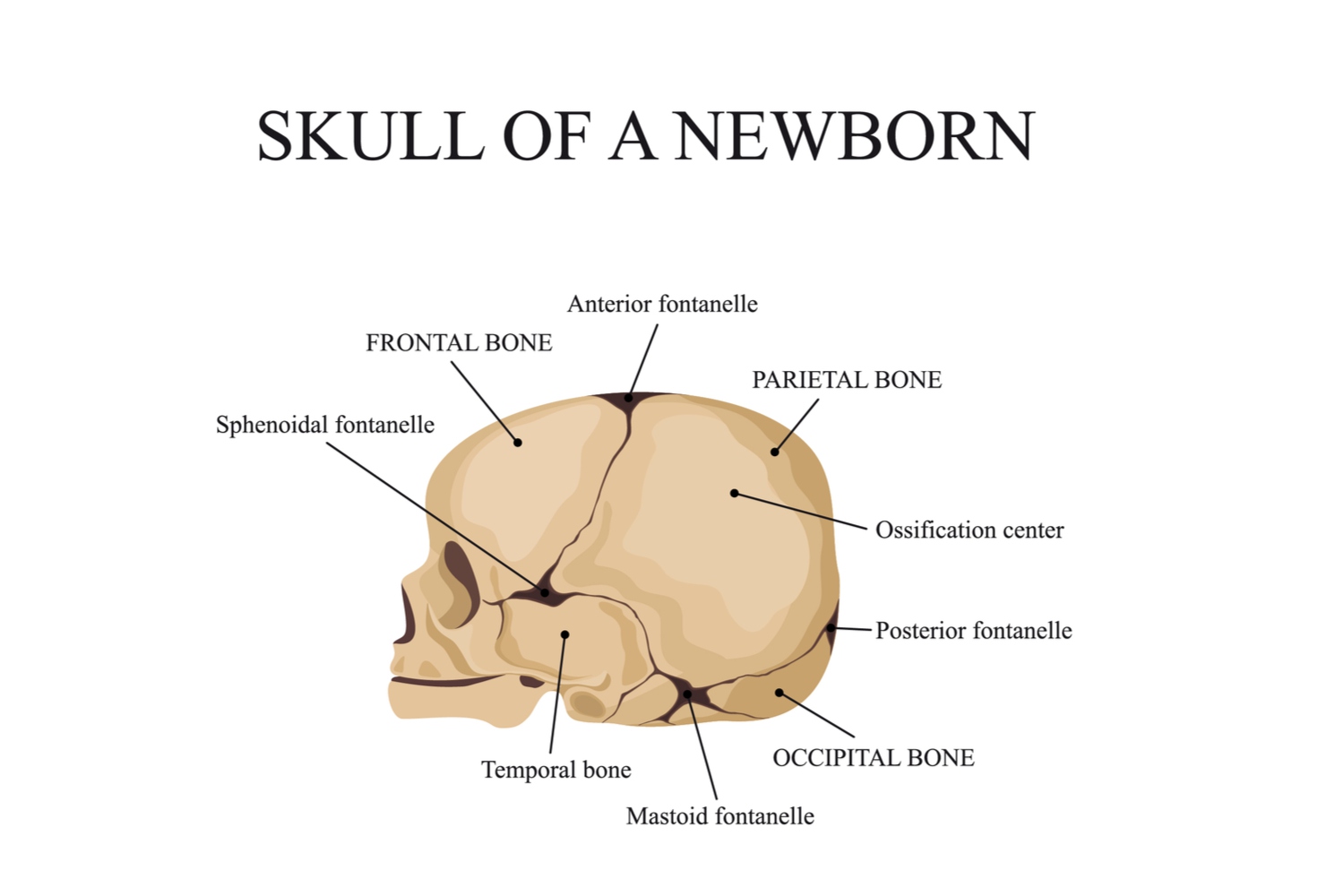 Soft Spots On Baby s Head Causes And Concerns Being The Parent